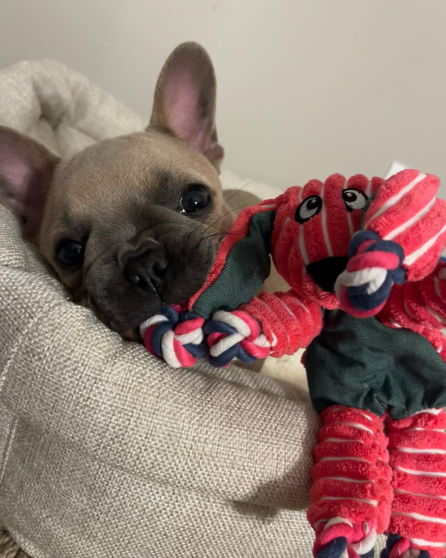 All the ways to celebrate National Pet Day. : finds-ideas : Target Finds