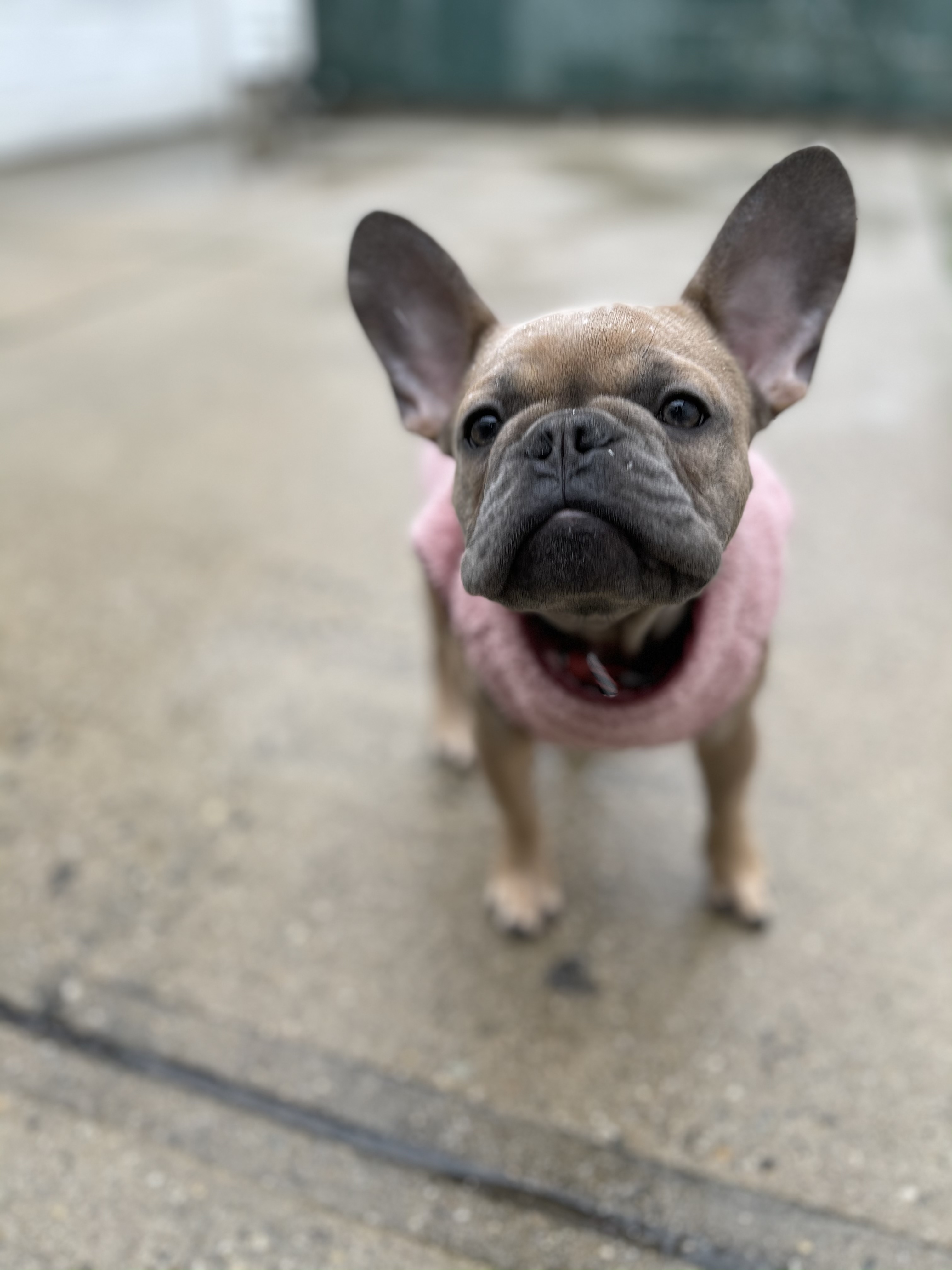 The Worthy Dog Fleece Quarter Zip Pullover : Target