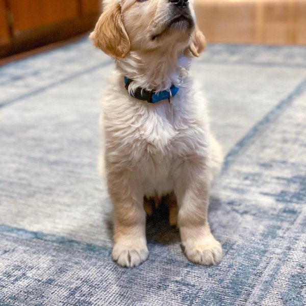 Best Rugs For Dogs: Pet Friendly Rugs And Dog Rugs | Pet Friendly Area ...