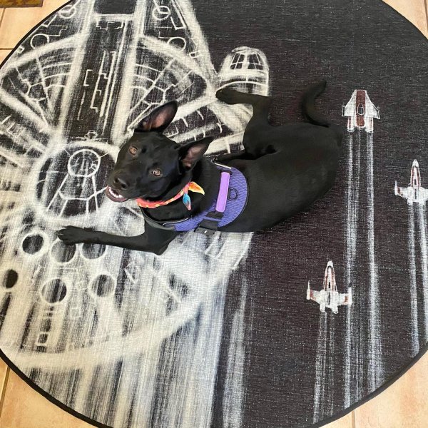 Pet Friendly Rugs | Washable Rugs | Ruggable