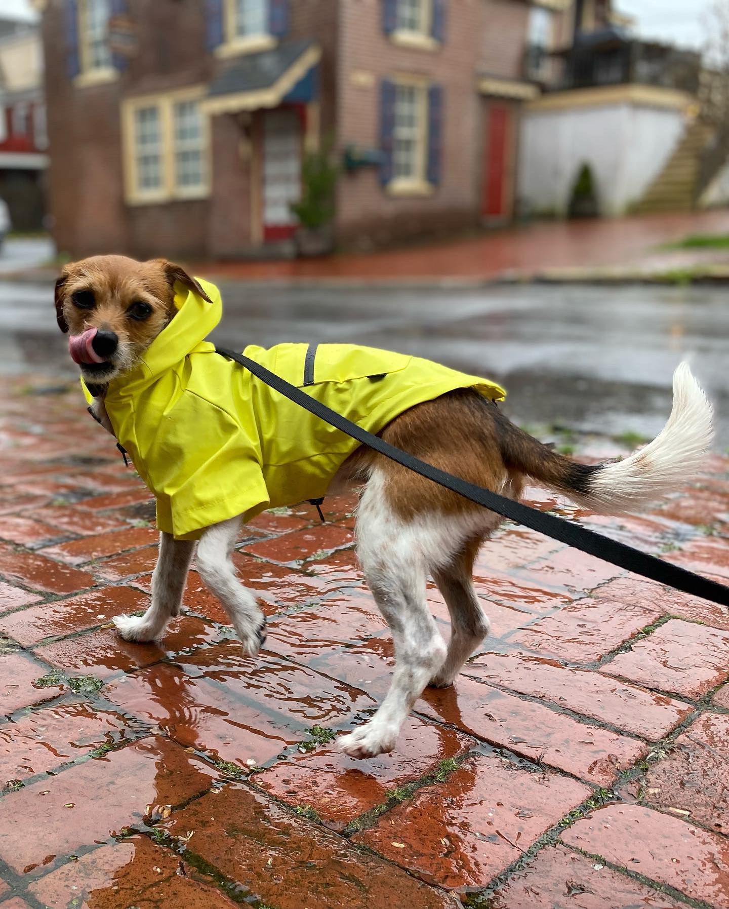 #TargetStyle : @petey_paws : Target Finds